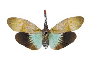 アカバナビワハゴロモ (オス)