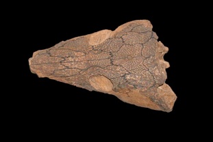 トースクス レプリカ