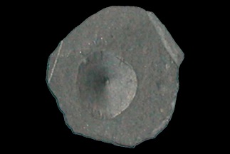 シェネラ（クラゲ型生物）